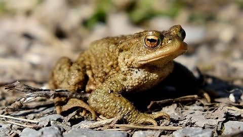 BBC Blogs - Springwatch - Discover toads and how you can help them