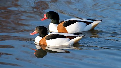 BBC Blogs - Springwatch - Is it a duck, or is it a goose?