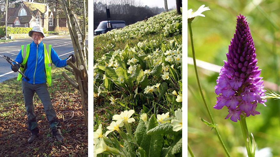 BBC Blogs - Springwatch - Wildflowers: important to pollinators ...
