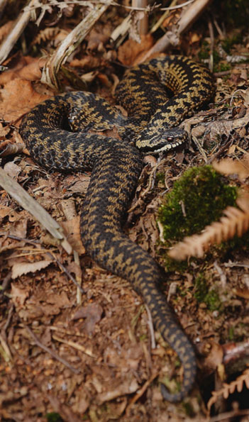 BBC - Nature UK: Spring in Pictures: Amazing adders