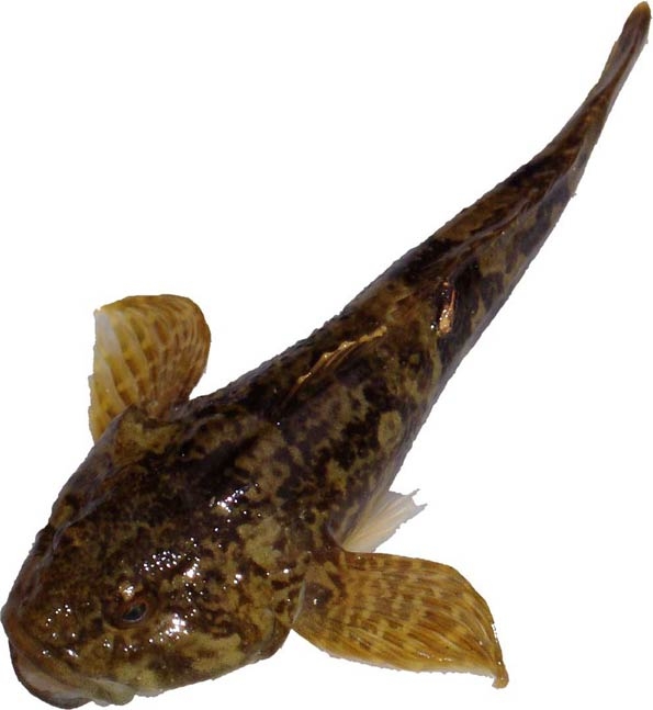 BBC - Nature UK: The minnow, the unsung hero of our rivers