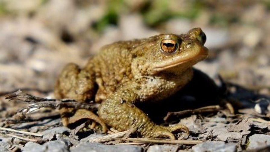 BBC Blogs - Springwatch - Discover toads and how you can help them