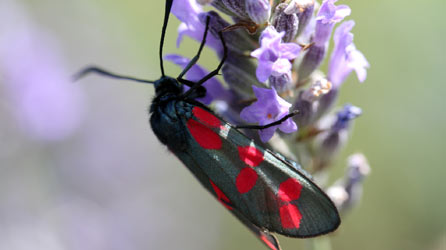 BBC - Breathing Places - Plant for moths