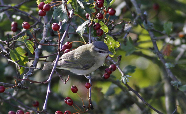 BBC - Nature UK: Autumn bird migration news: Storm force transatlantic ...