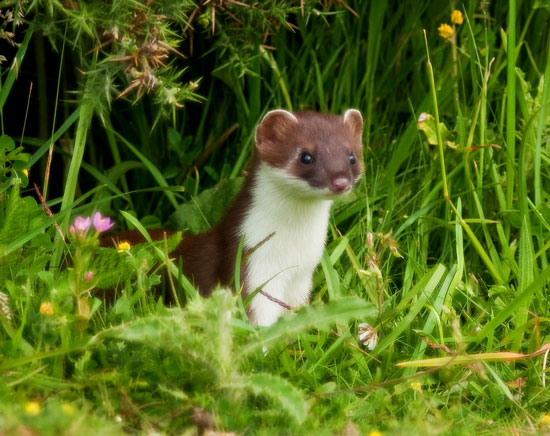 BBC - Nature UK: Have you spotted a pine marten in Wales?