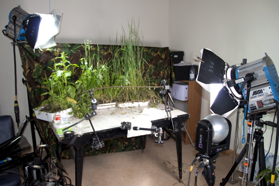 BBC - Nature UK: How to grow your own butterflies