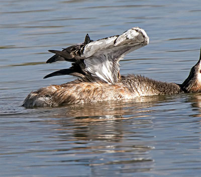 BBC - Nature UK: Guess the birds quiz