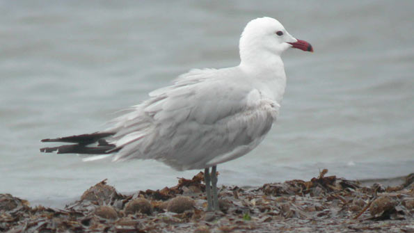 BBC - Nature UK: Spring bird migration highlights - 13 May: rare waders ...