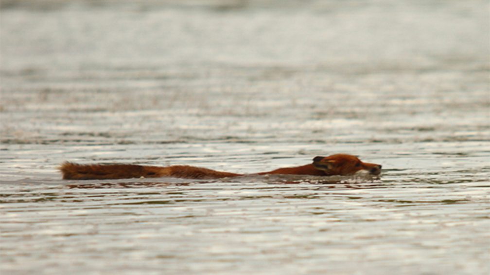 BBC Blogs - Wales - The Fantastic Mr. Fox