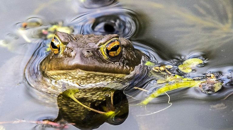 BBC Blogs - Springwatch - Discover toads and how you can help them