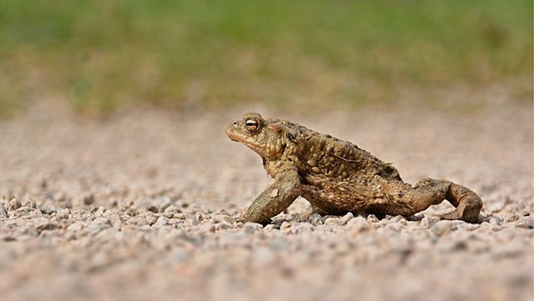BBC Blogs - Springwatch - Discover toads and how you can help them
