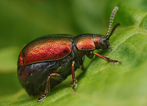BBC - Nature UK: Your strangely coloured animal sightings