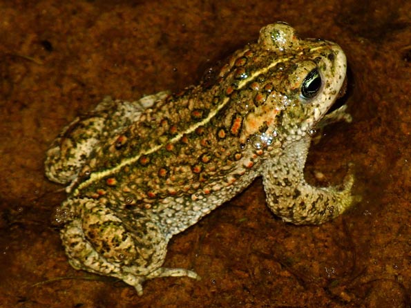 BBC - Nature UK: The natterjack toad: a climate change winner?