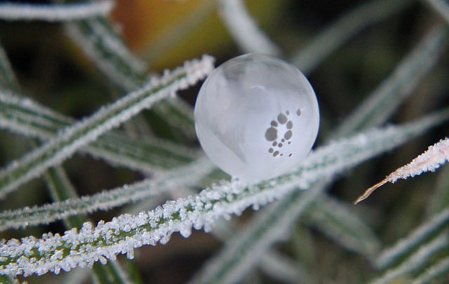 BBC Blogs - Springwatch - Creating winter beauty in frozen bubbles