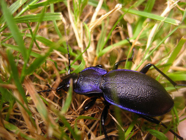 BBC - Nature UK: Have a beetle hunting weekend