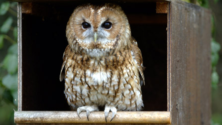 BBC - Breathing Places - Put up an Owl Box
