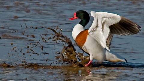 BBC Blogs - Springwatch - Is it a duck, or is it a goose?