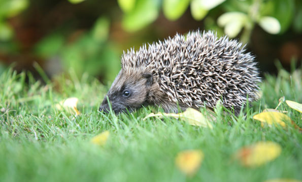 how to make a hedgehog uncurl