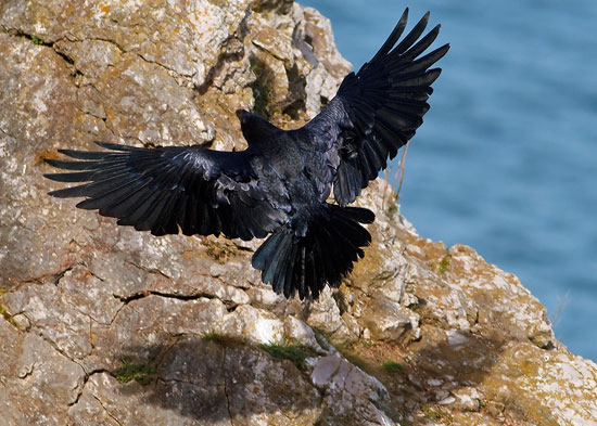 BBC - Nature UK: Have you been seeing ravens where you live?