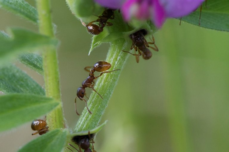 BBC Blogs - Springwatch - Why should we care about insects?
