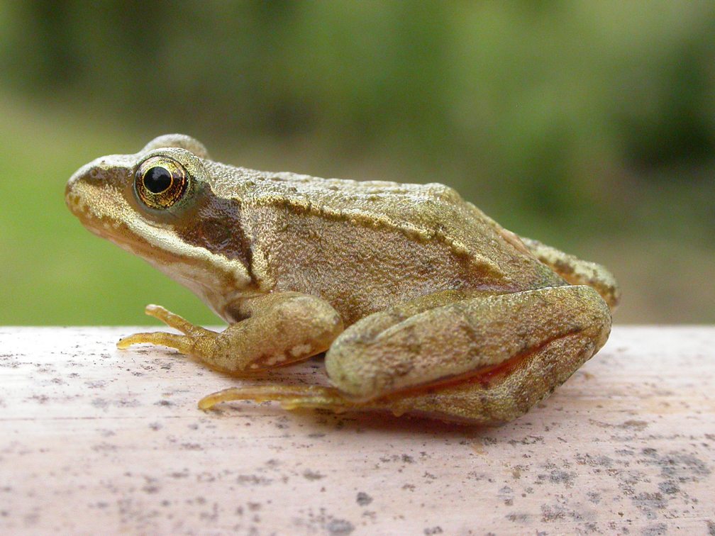 BBC Blogs - Springwatch - Build it right and the amphibians will come!