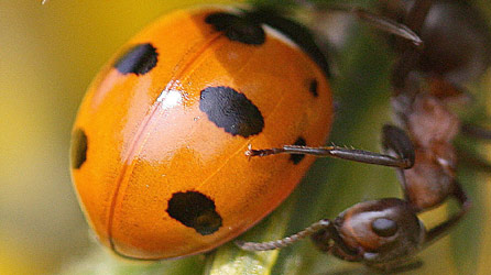 BBC - Breathing Places - Learn about ladybirds