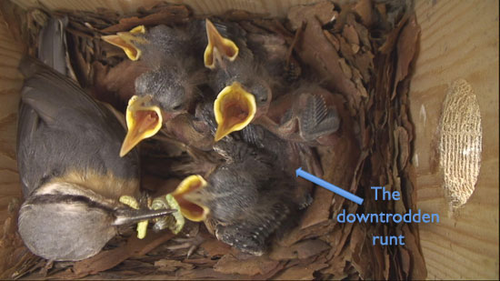 BBC - Nature UK: Why runts?