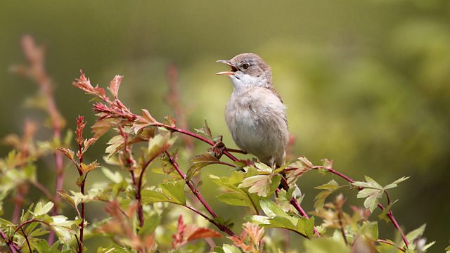BBC Blogs - Springwatch - British Birds: Surviving a changing climate