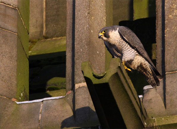 BBC - Nature UK: Birds in buildings