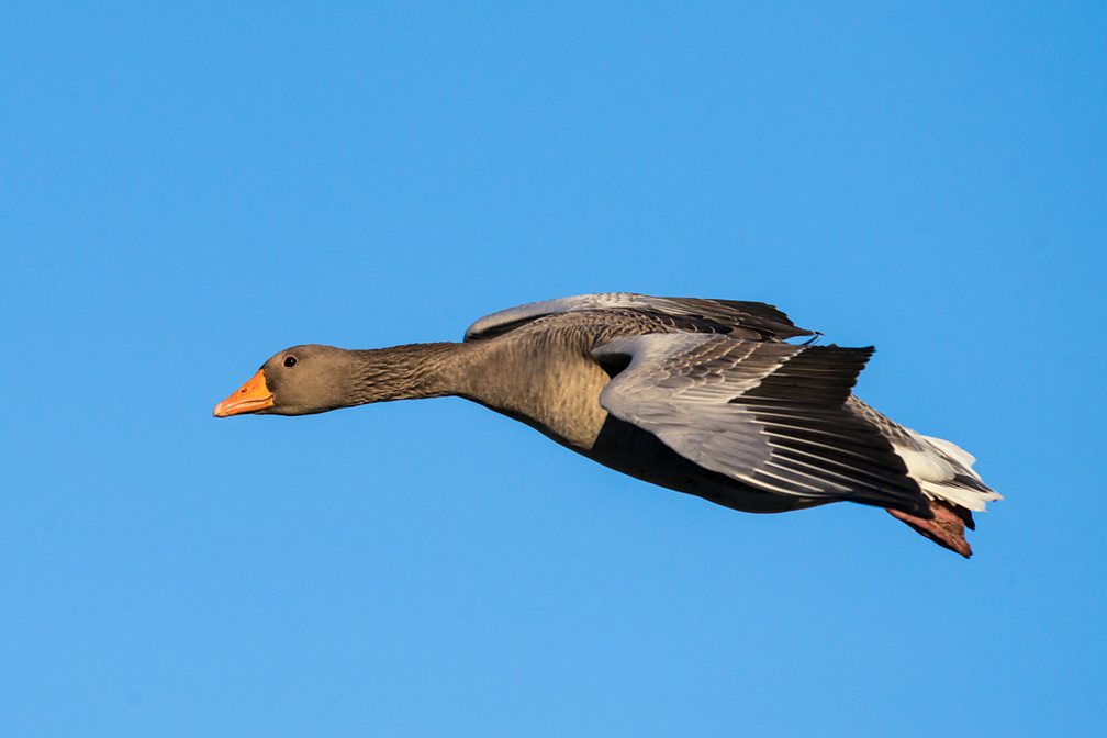 BBC Blogs - Springwatch - Greylags: The fall and rise of Britain’s only ...