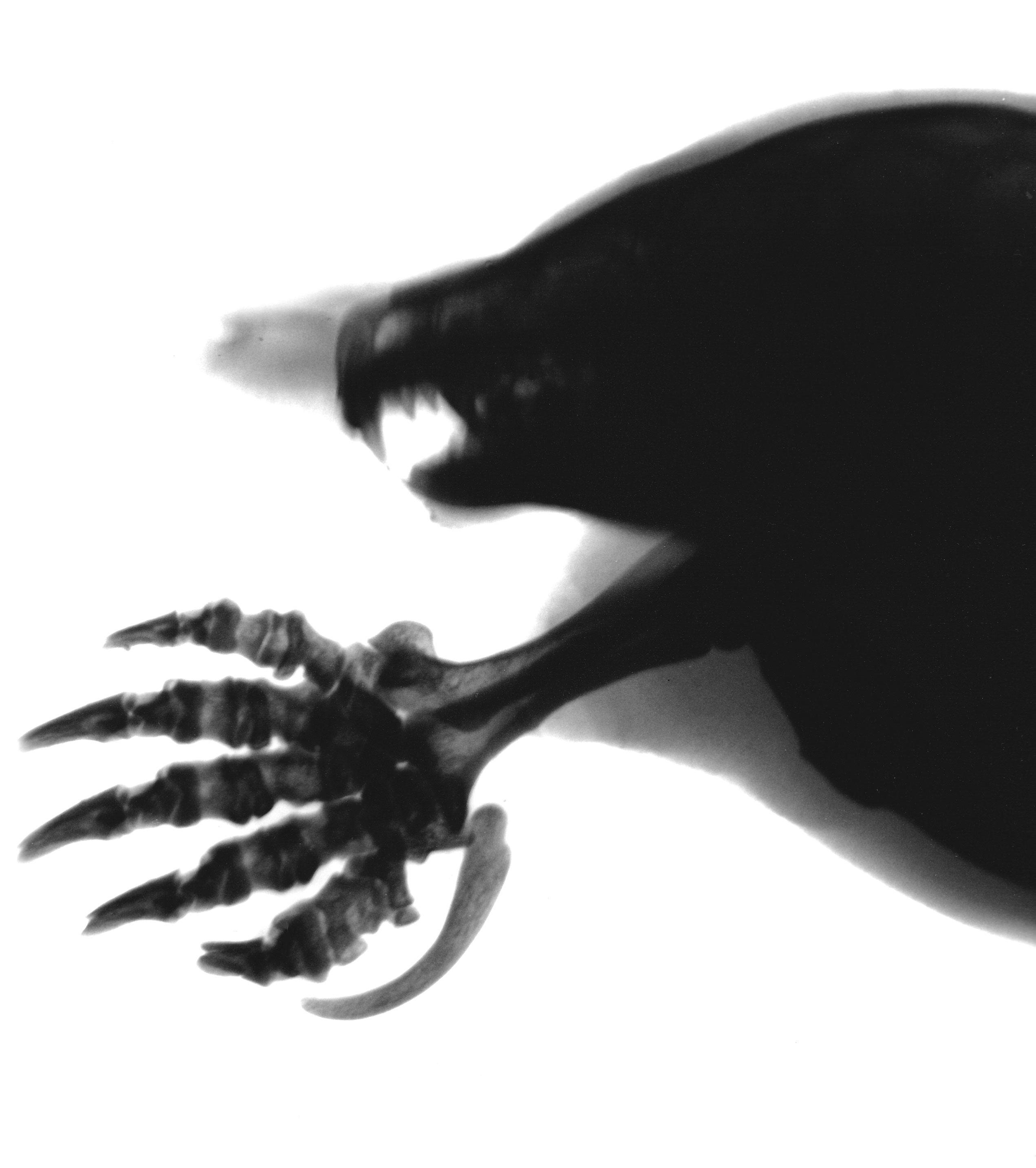 BBC - Nature UK: First ever footage of a mole in its hole