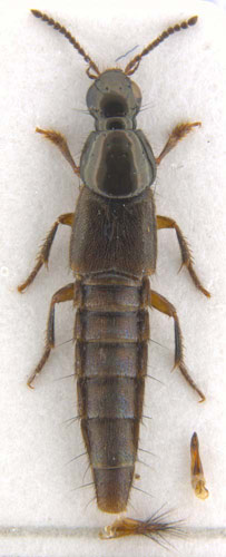 BBC - Nature UK: New UK beetle species discovered in Sussex