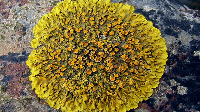 BBC Blogs - Springwatch - Liking lichens: What to watch this winter