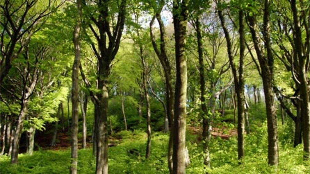 BBC Blogs - Wales - Bill Frost - the first man to fly?